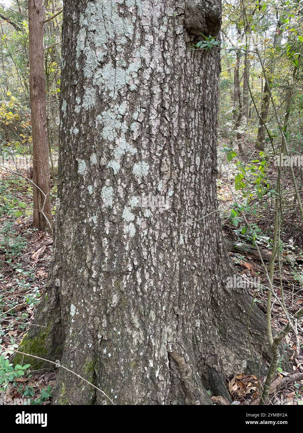 water oak (Quercus nigra Stock Photo - Alamy