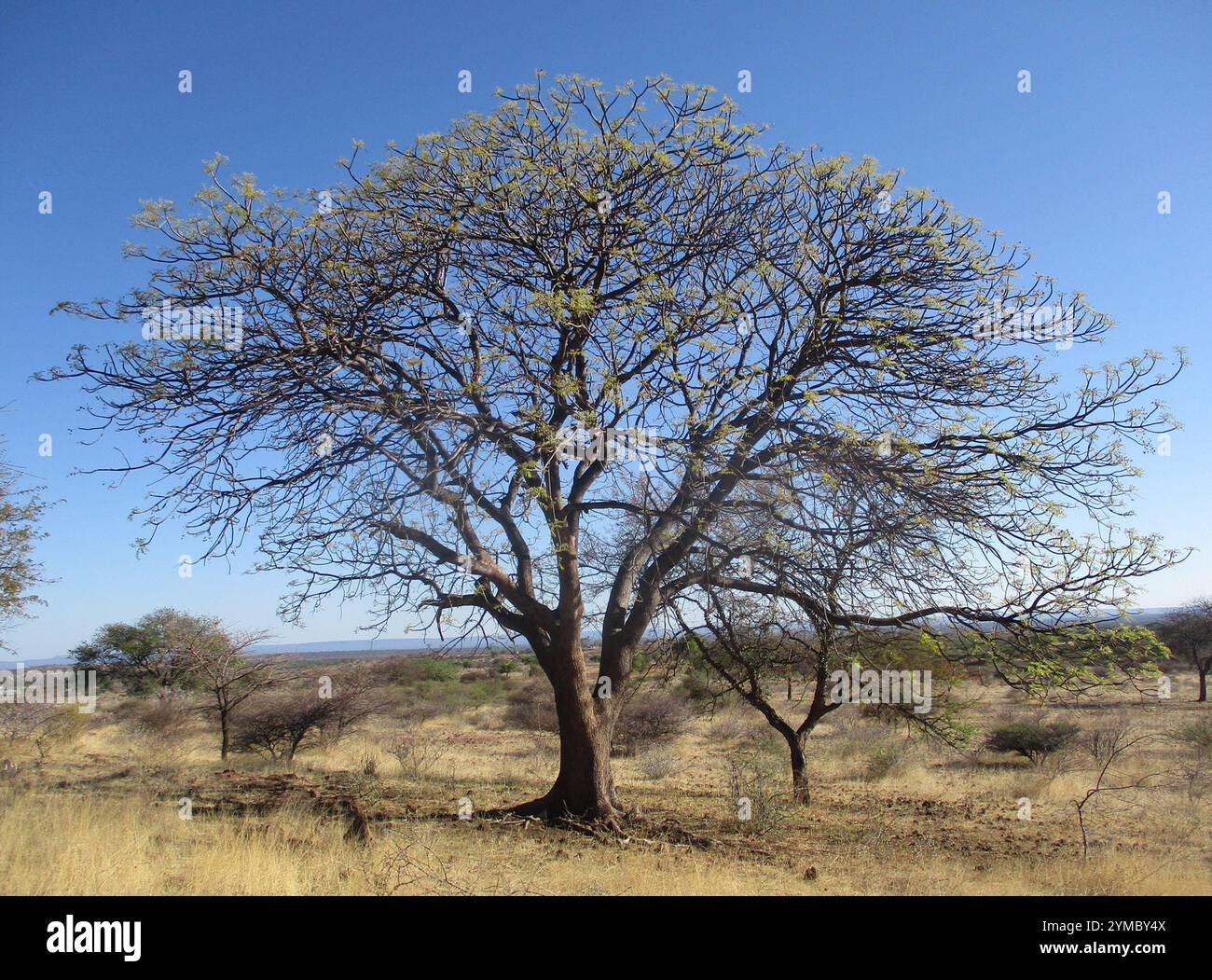 Kirkia (Kirkia acuminata Stock Photo - Alamy