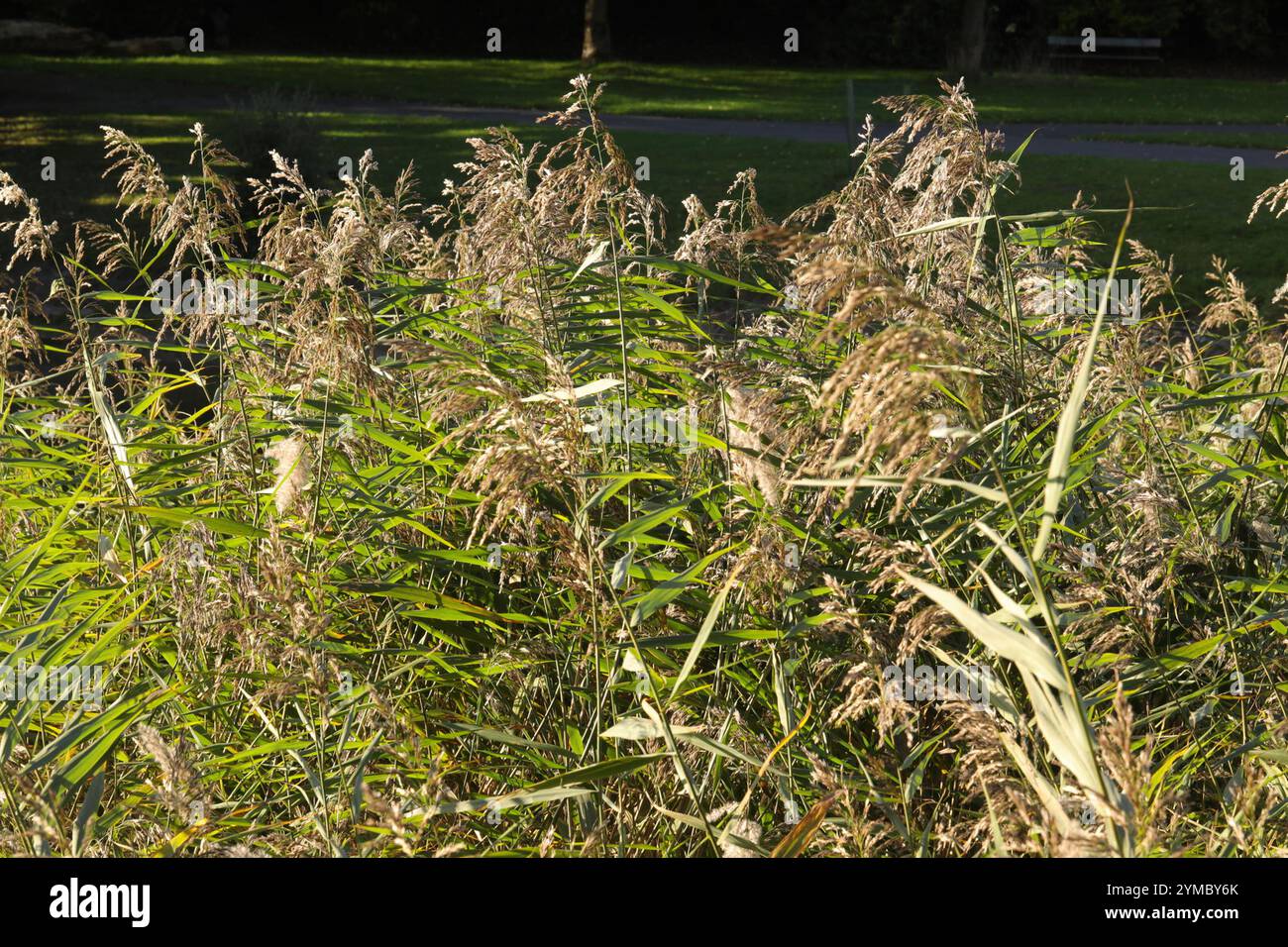 European reed (Phragmites australis australis Stock Photo - Alamy