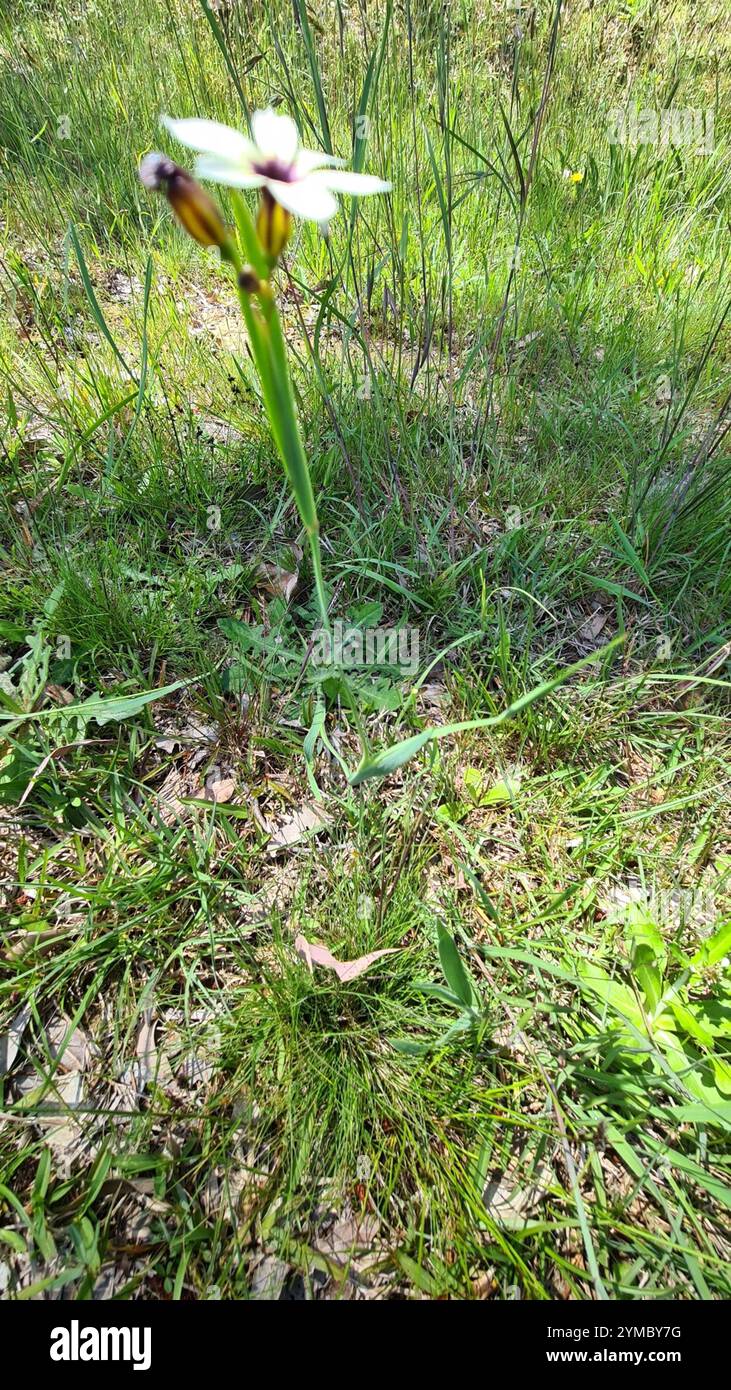 Pigroot hi-res stock photography and images - Alamy