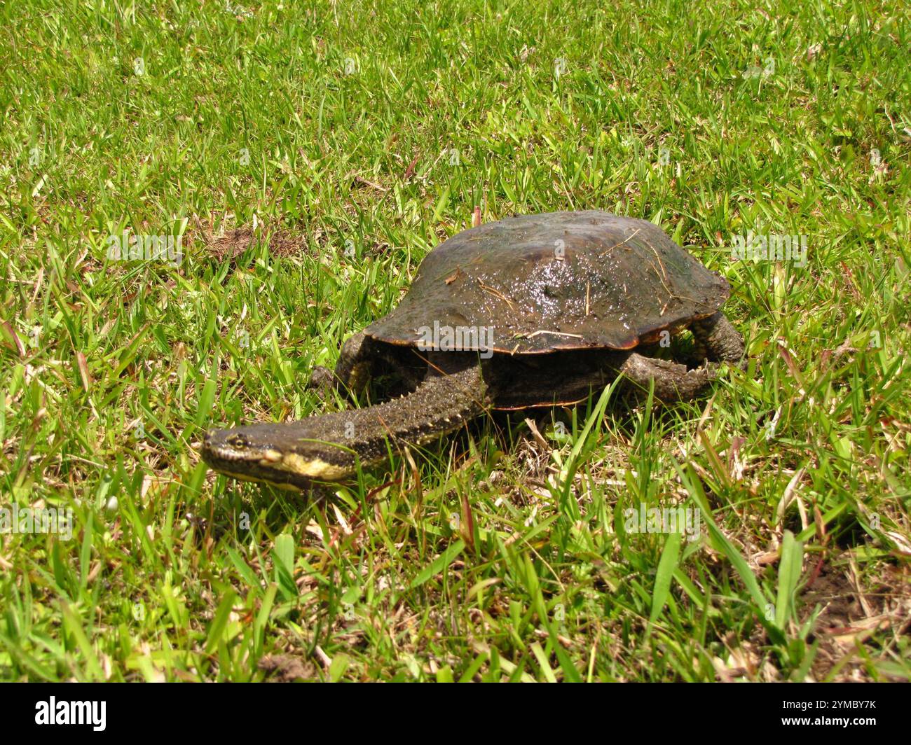 South-American Snake-headed Turtle (Hydromedusa tectifera Stock Photo ...