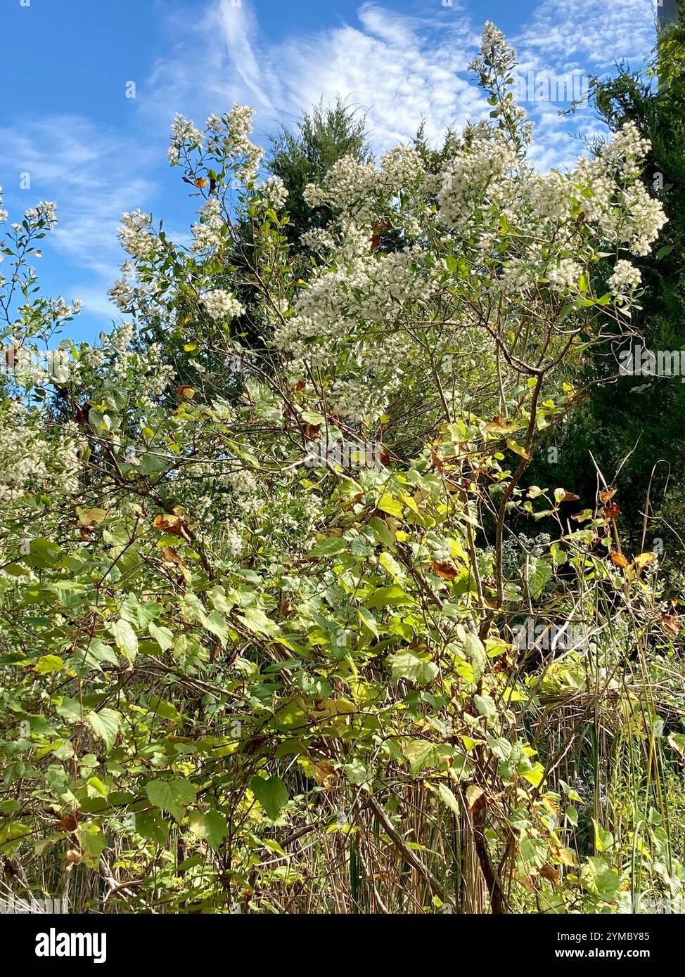 groundsel tree (Baccharis halimifolia Stock Photo - Alamy