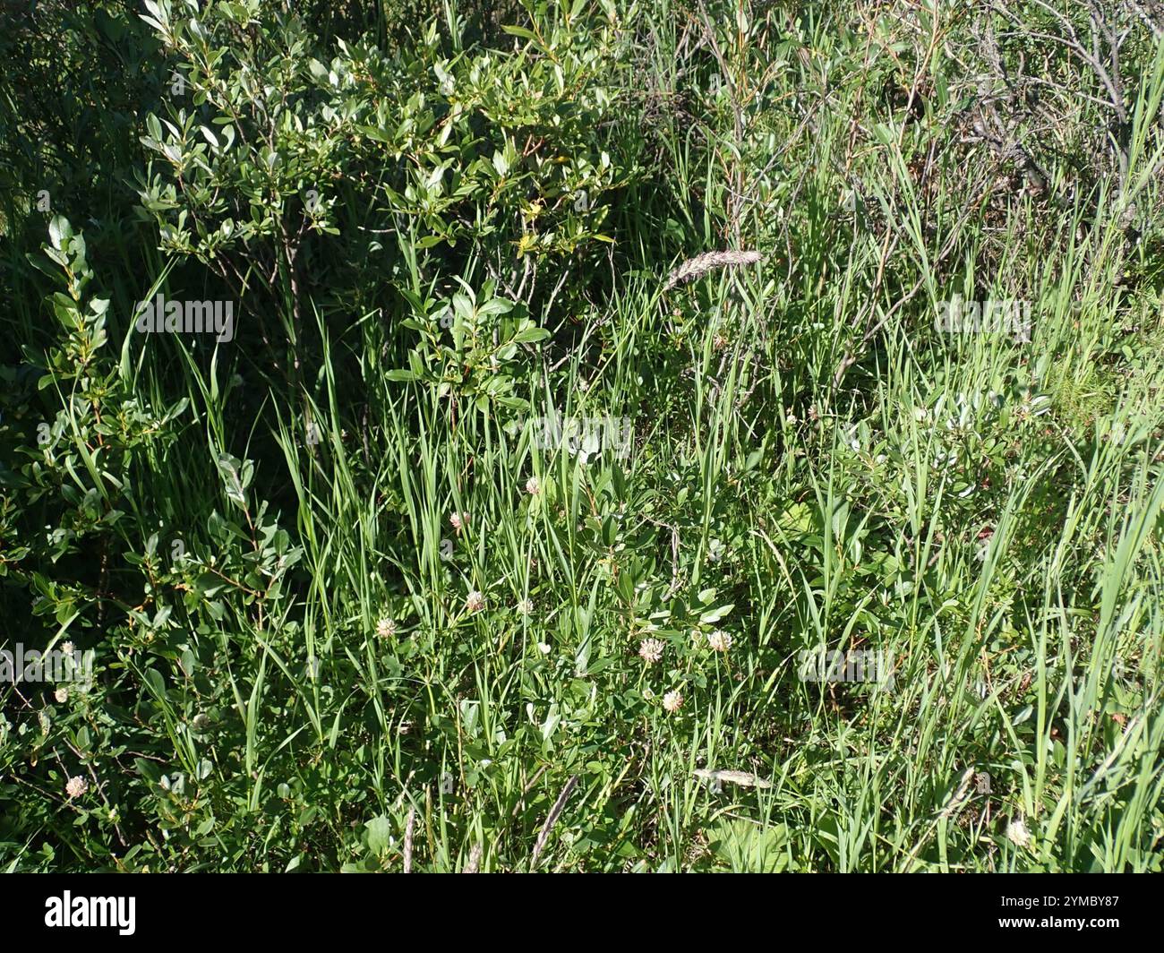 Northwestern Wildrye (Leymus innovatus Stock Photo - Alamy