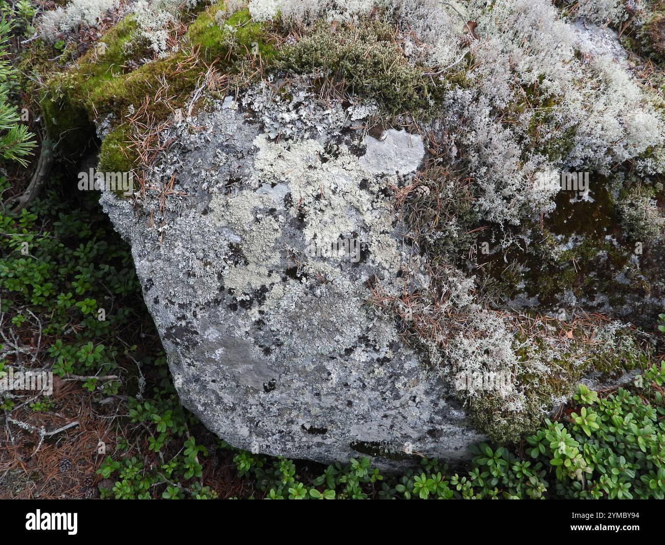 Finger Ring Lichen (Arctoparmelia incurva Stock Photo - Alamy