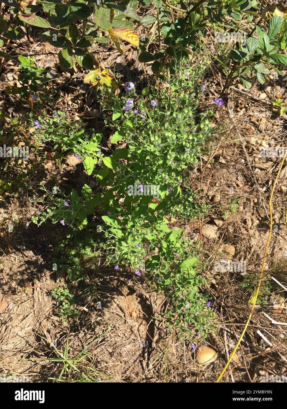 Blue Curls (Trichostema dichotomum Stock Photo - Alamy