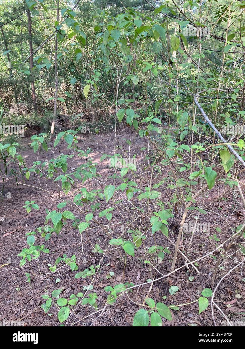 Button Sage (Lantana involucrata Stock Photo - Alamy