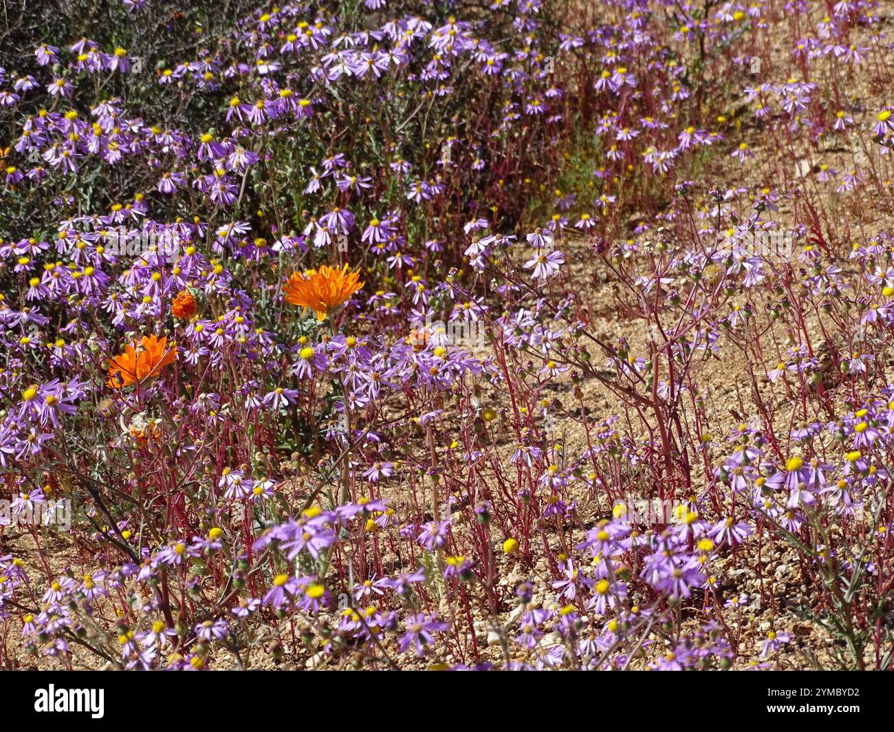 Senecio arenarius hi-res stock photography and images - Alamy