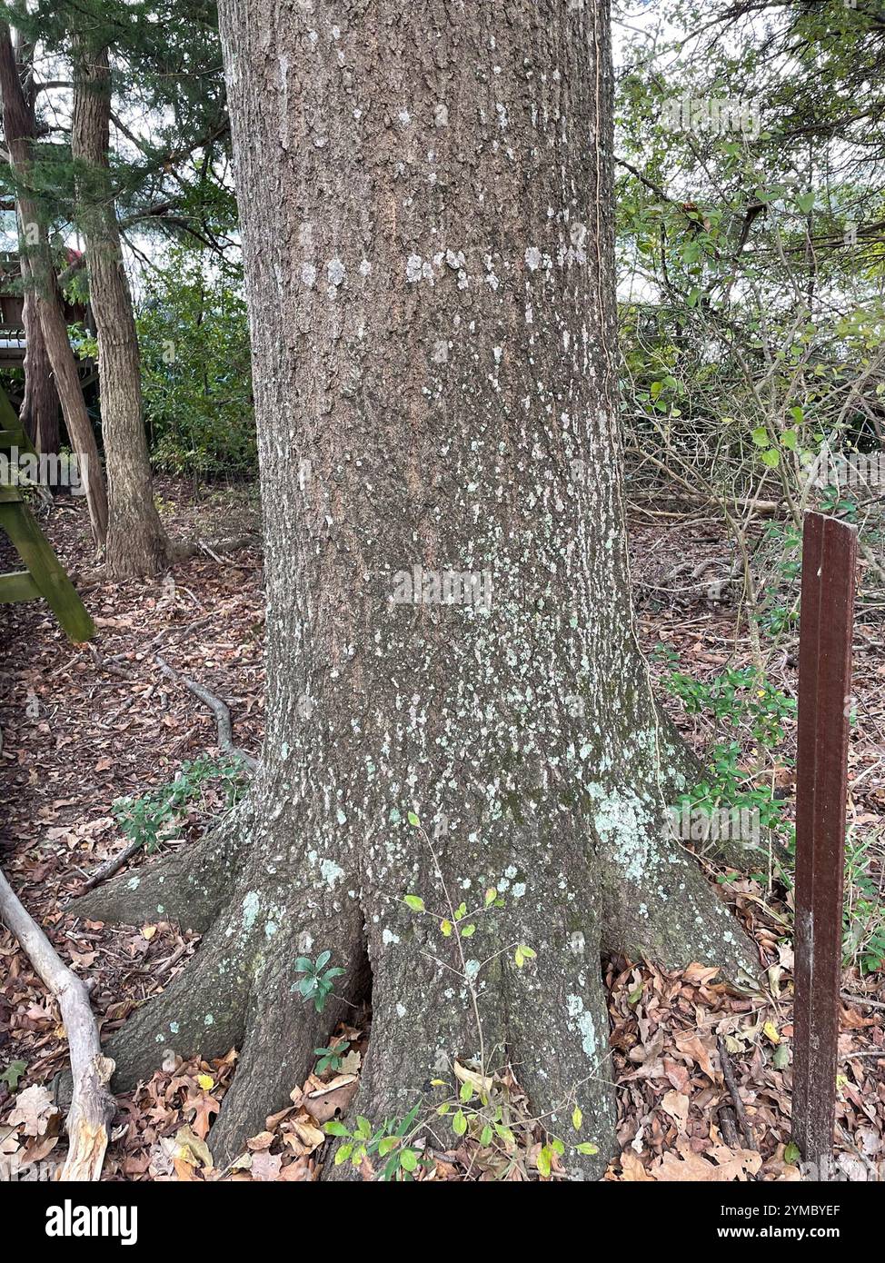 water oak (Quercus nigra Stock Photo - Alamy
