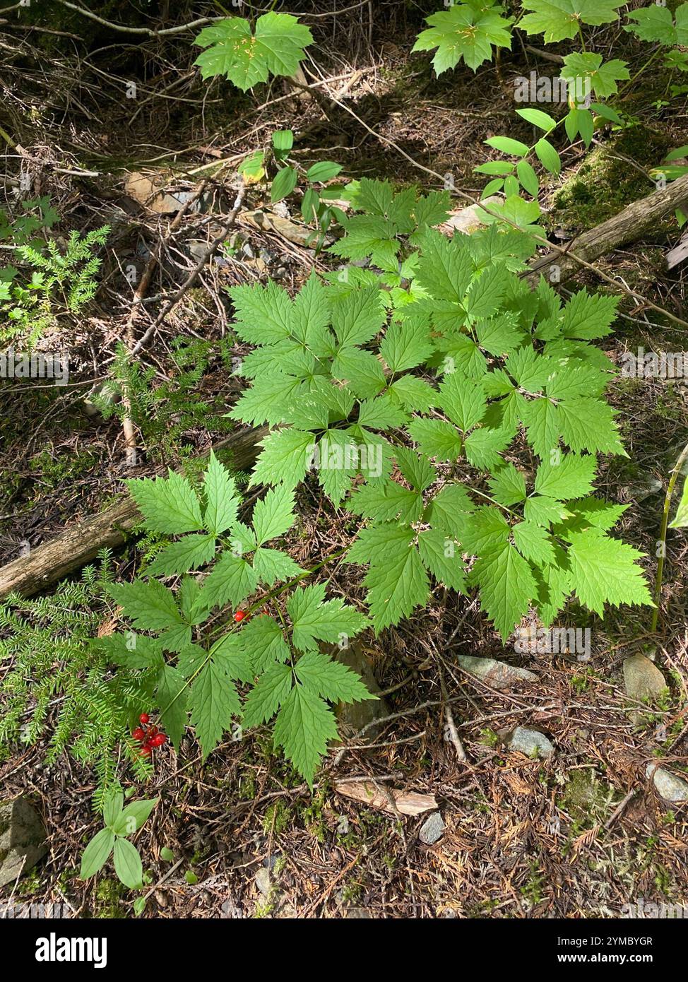 red baneberry (Actaea rubra Stock Photo - Alamy