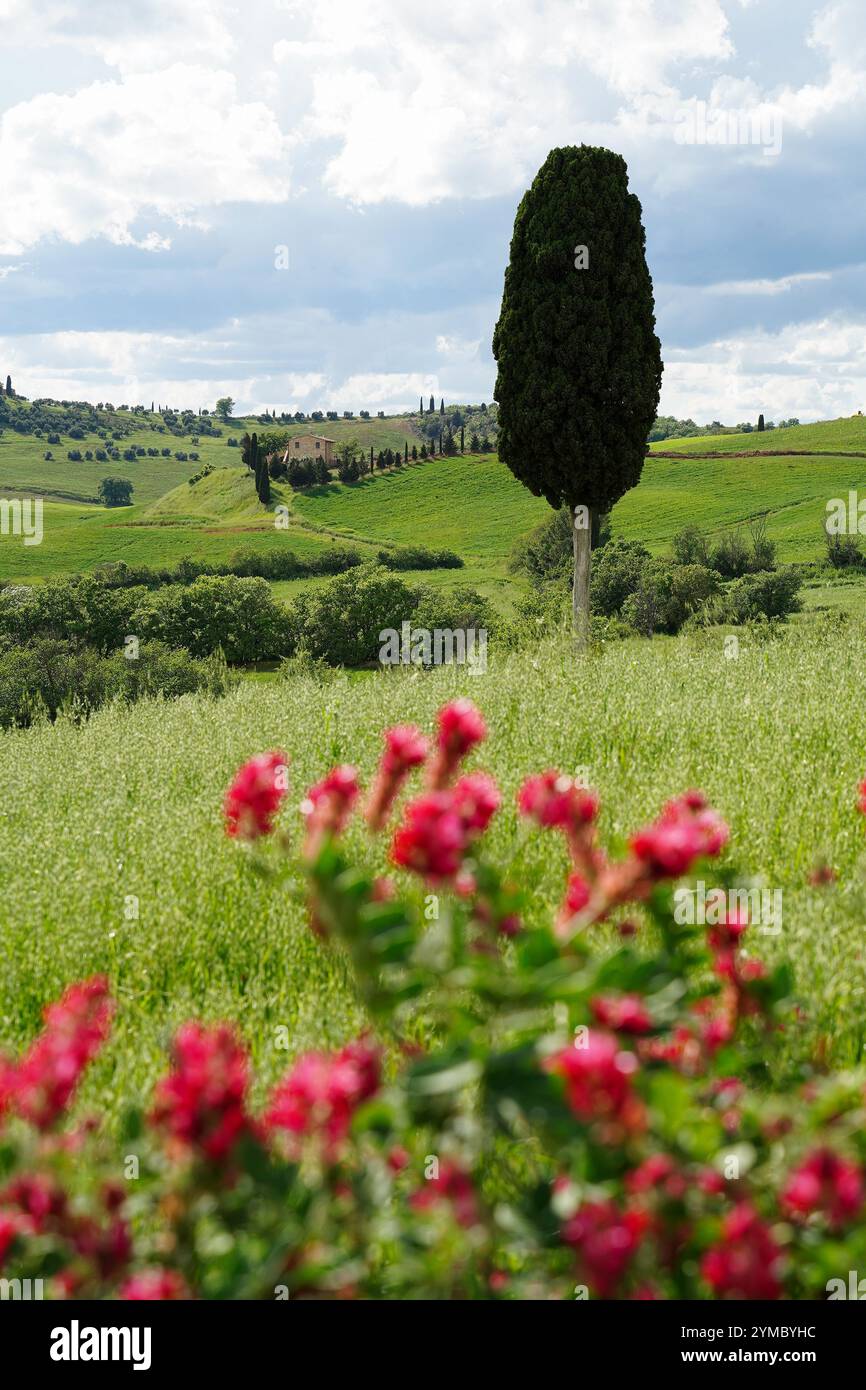 Tuscany lonely cypress tree hi-res stock photography and images - Alamy