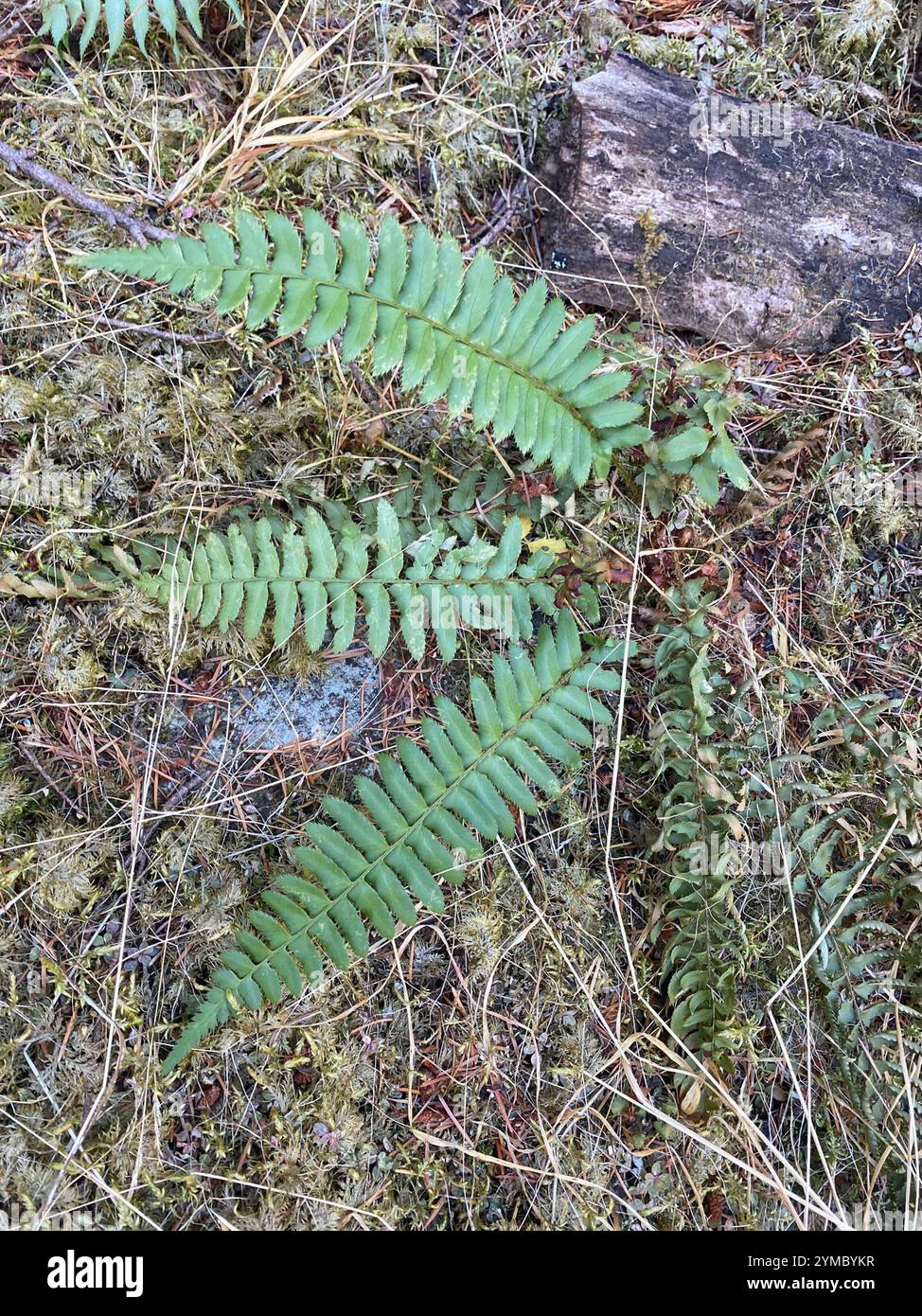 western sword fern (Polystichum munitum Stock Photo - Alamy