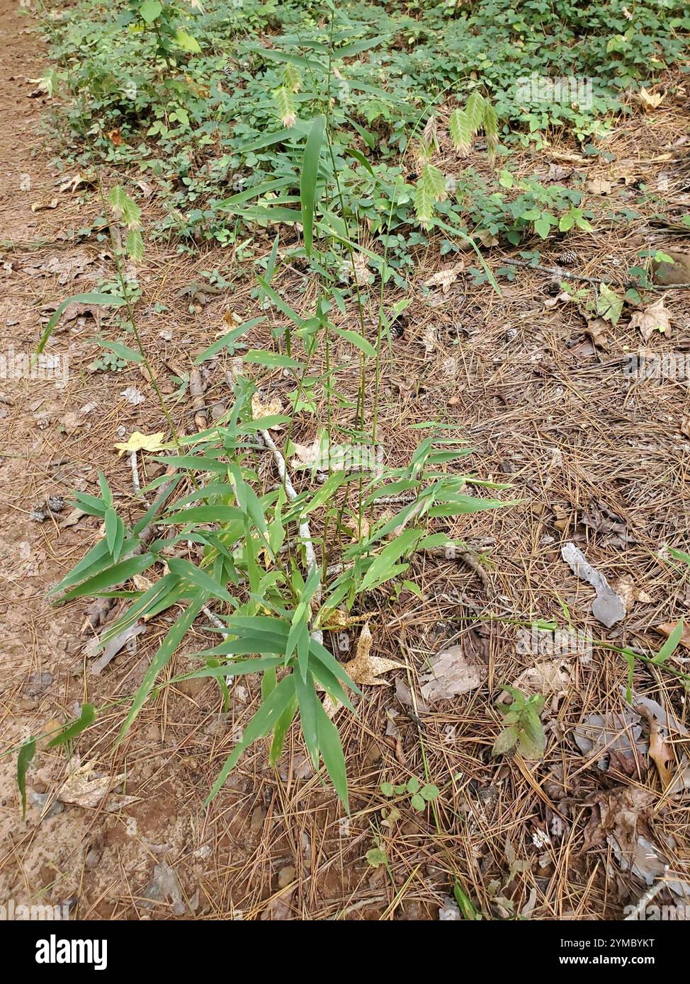 inland wood oats (Chasmanthium latifolium Stock Photo - Alamy