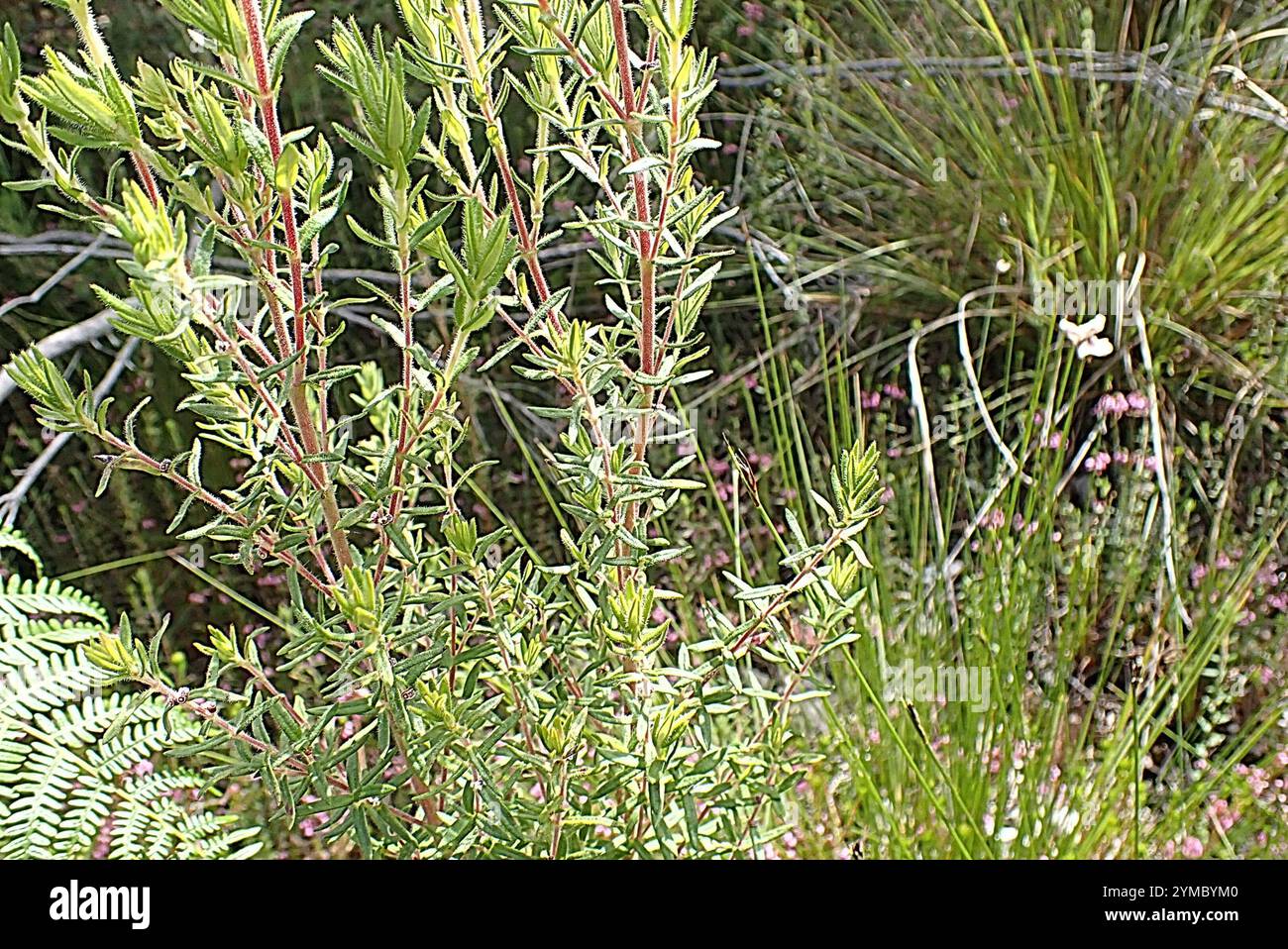Common Marsh Sillyberry (Grubbia rosmarinifolia rosmarinifolia Stock ...