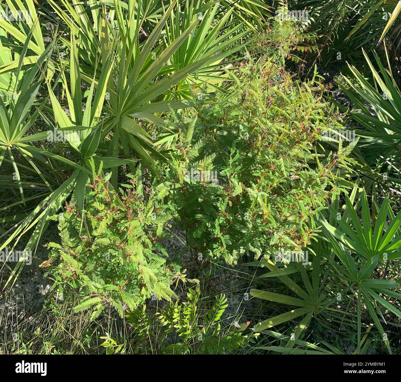 sensitive and partridge peas (Chamaecrista Stock Photo - Alamy