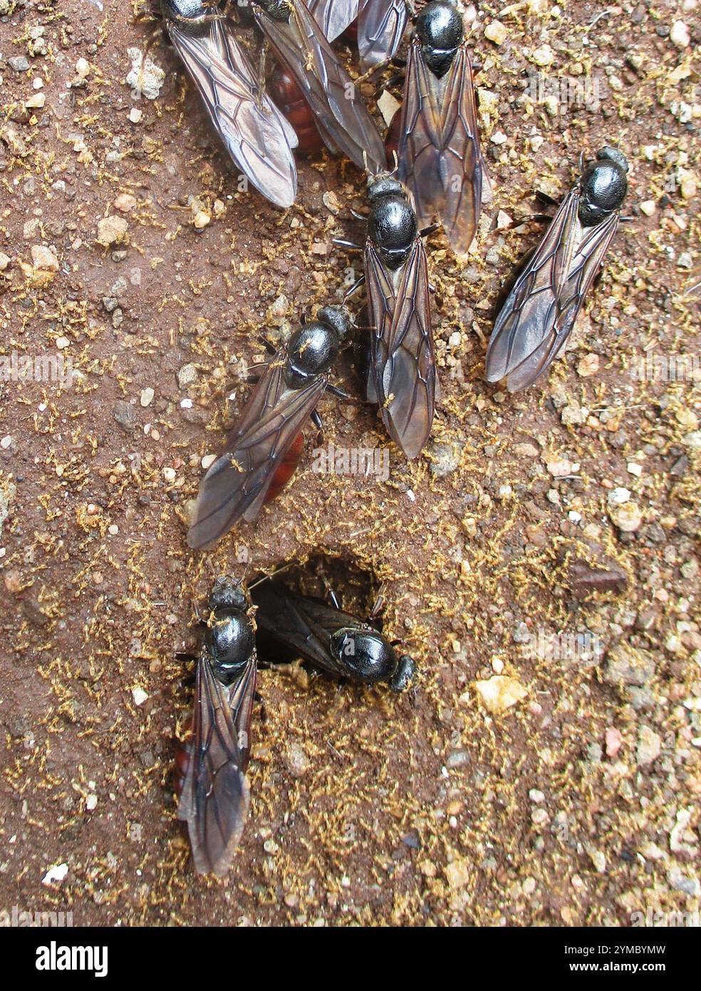 African Thief Ant (Carebara vidua Stock Photo - Alamy