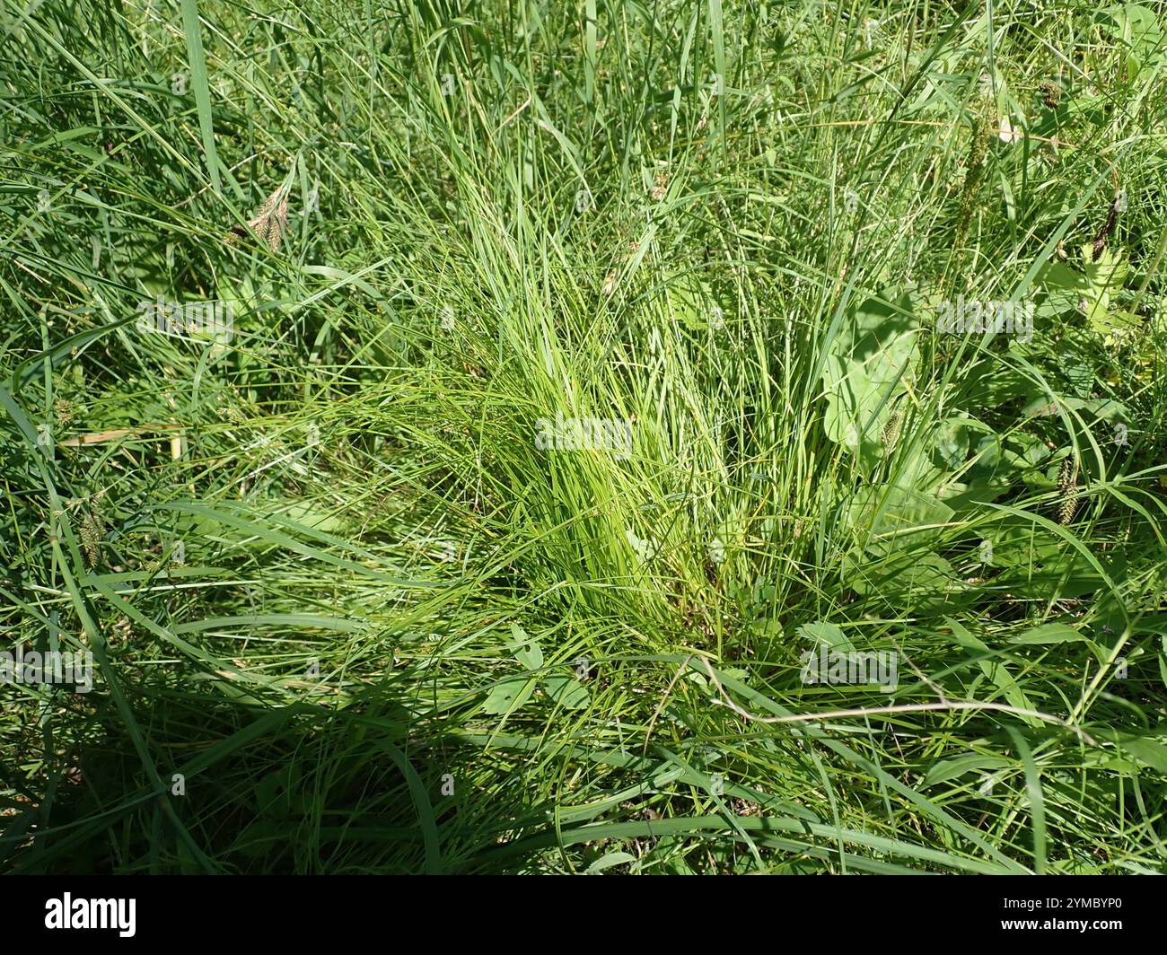 true sedges (Carex Stock Photo - Alamy