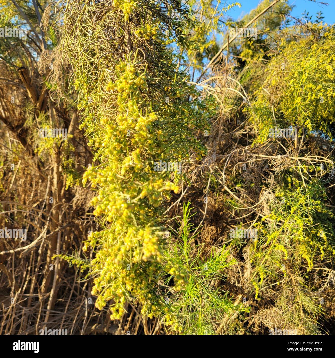 Singlewhorl Burrobrush (Ambrosia monogyra Stock Photo - Alamy