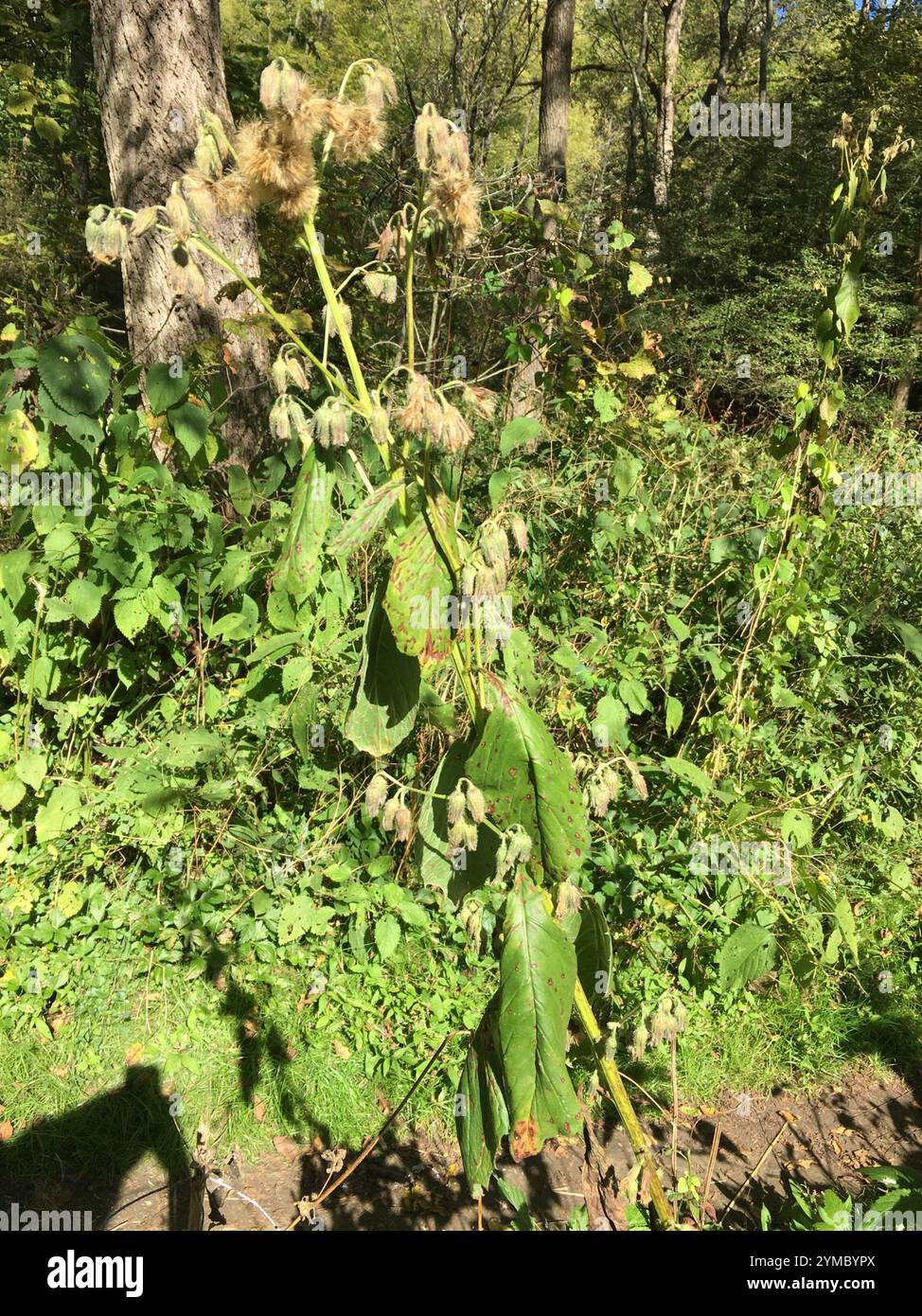 Nabalus crepidineus hi-res stock photography and images - Alamy