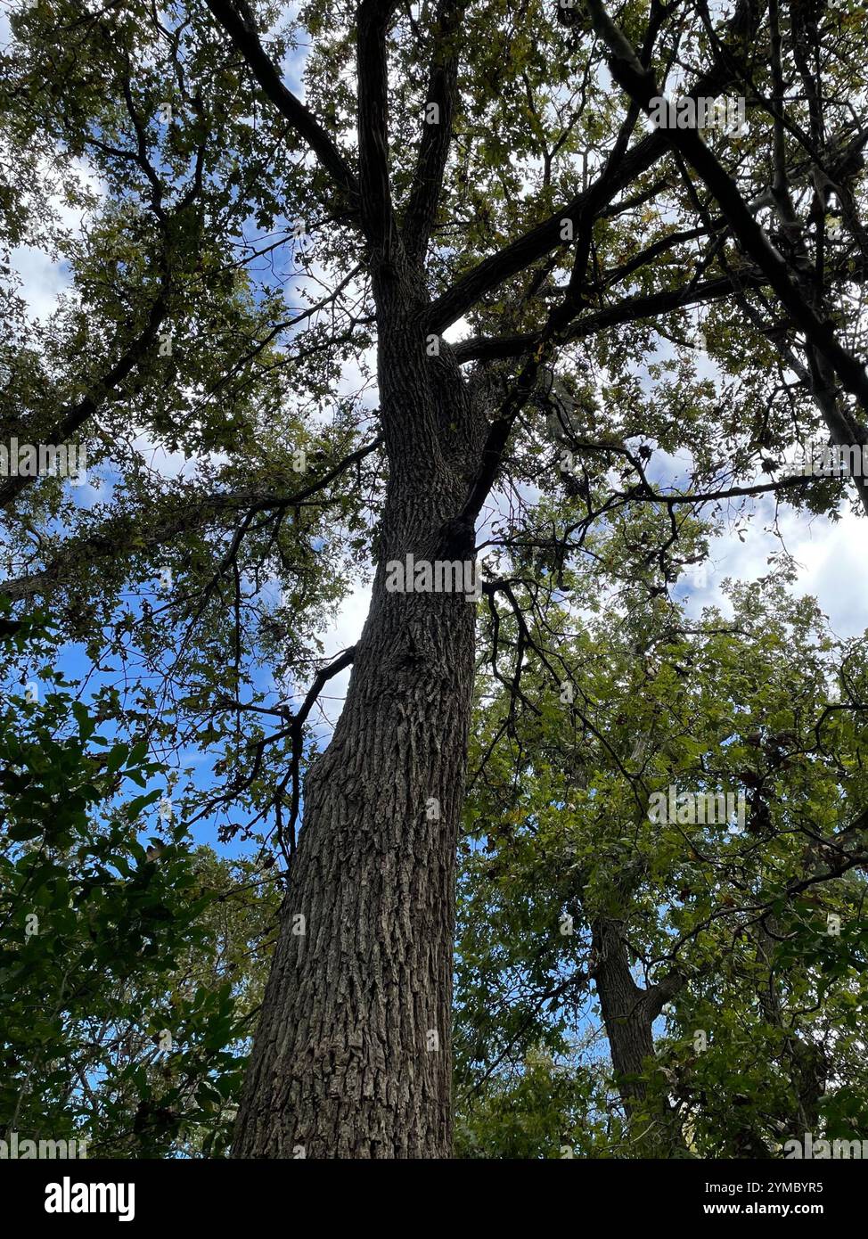 bur oak (Quercus macrocarpa Stock Photo - Alamy