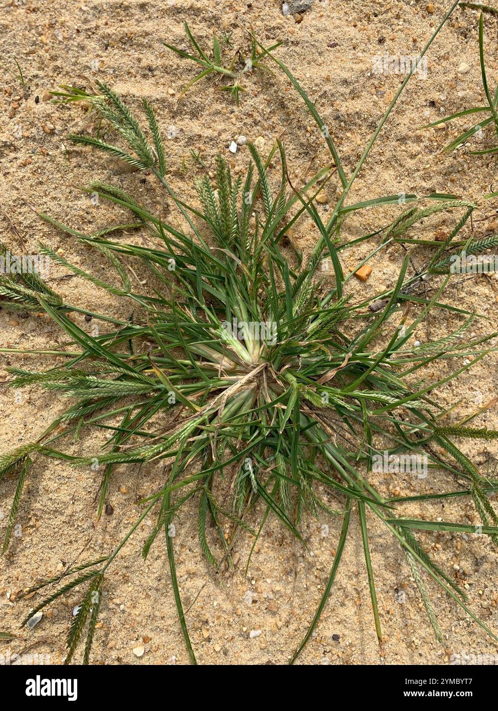 Goose Grass (Eleusine indica Stock Photo - Alamy