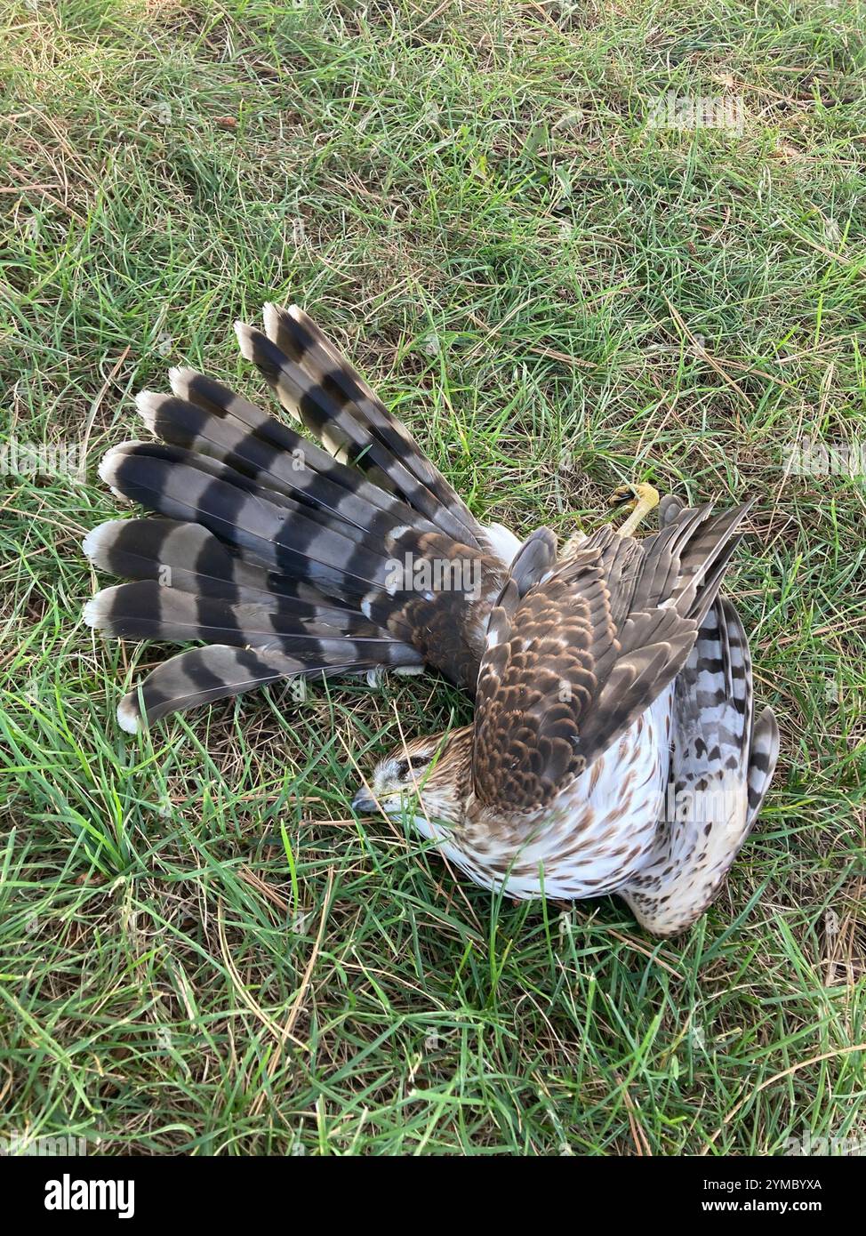 Cooper's Hawk (Astur cooperii Stock Photo - Alamy