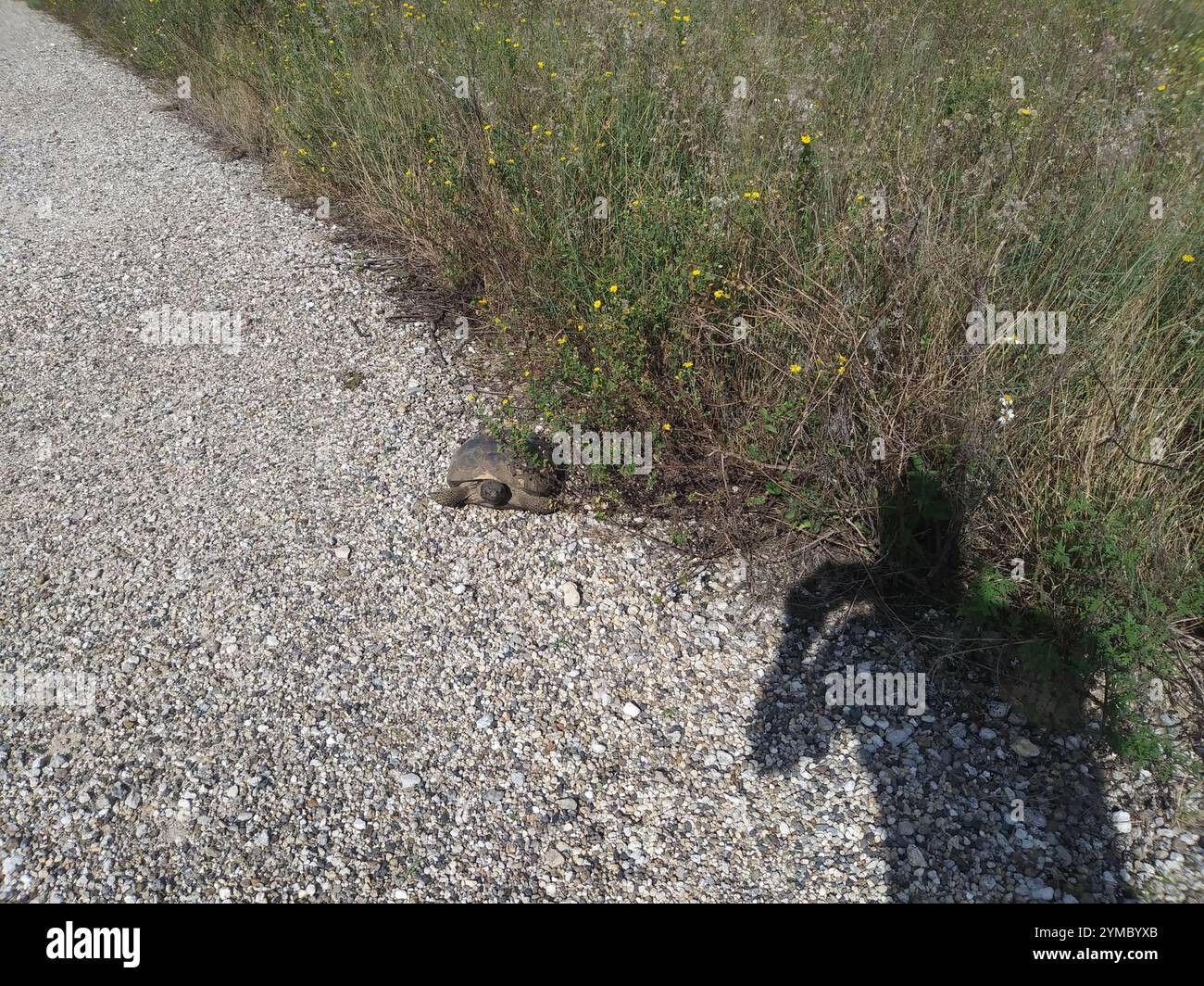 Gopher Tortoise (Gopherus polyphemus Stock Photo - Alamy