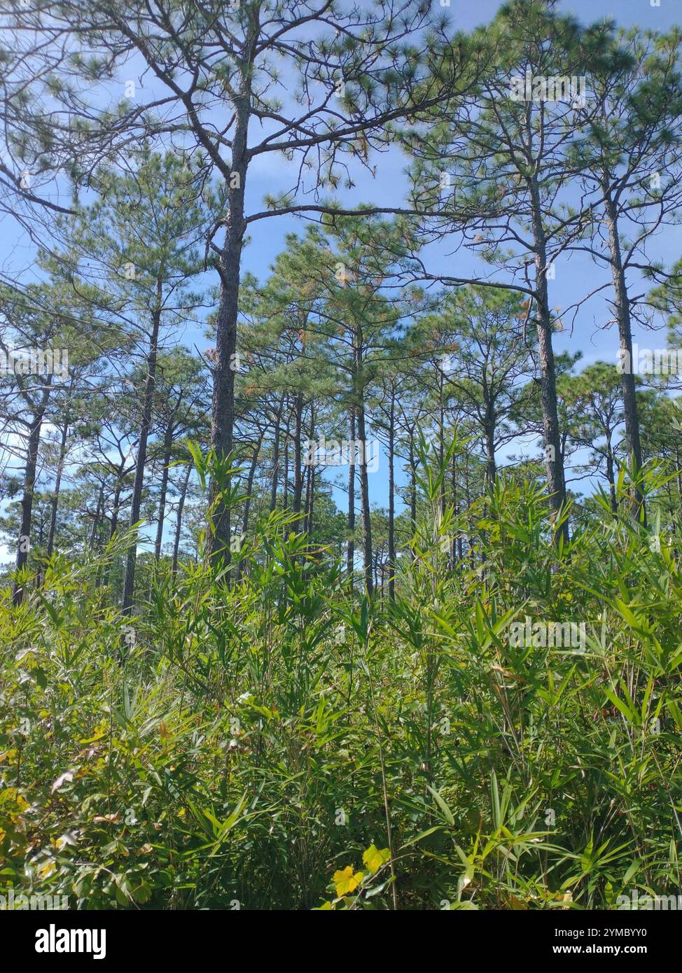 longleaf pine (Pinus palustris Stock Photo - Alamy