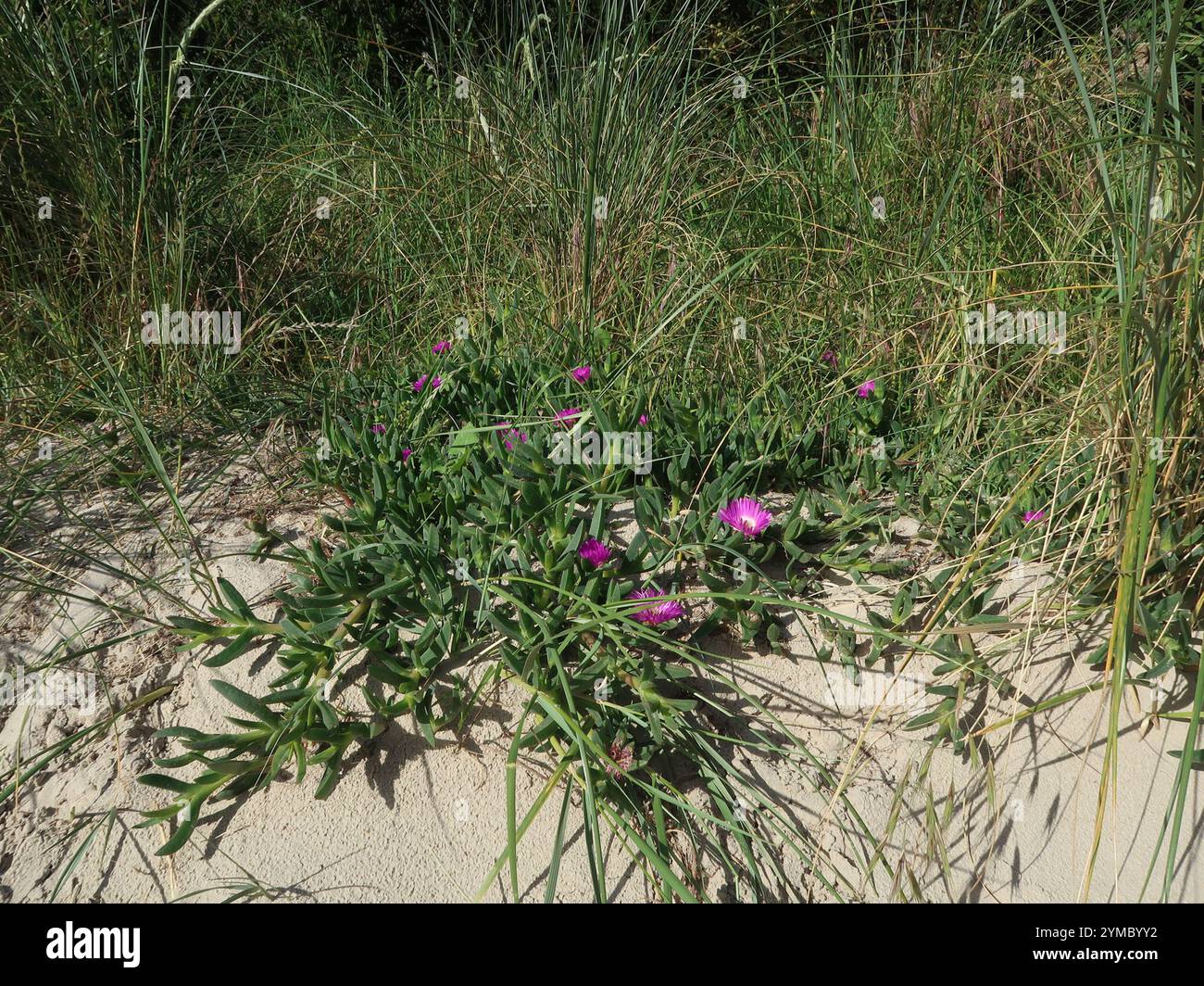 Australian Pig Face (Carpobrotus rossii Stock Photo - Alamy