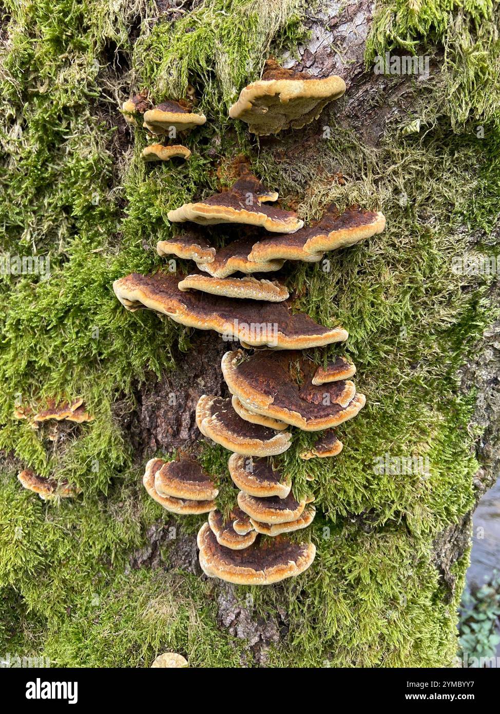 Mensularia radiata hi-res stock photography and images - Alamy