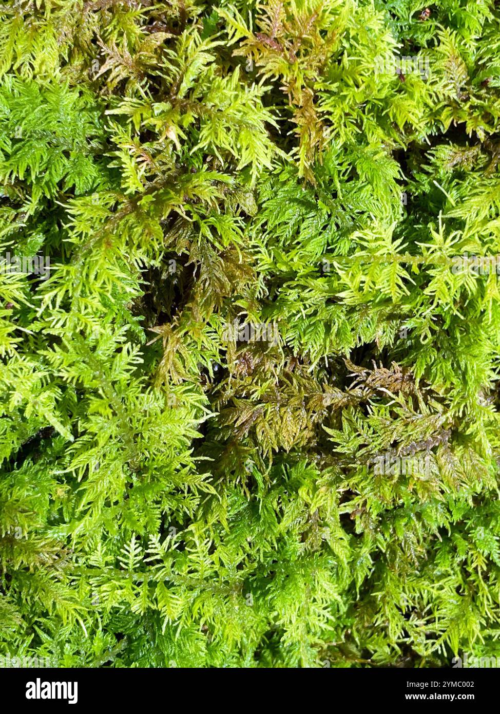 delicate fern moss (Thuidium delicatulum Stock Photo - Alamy