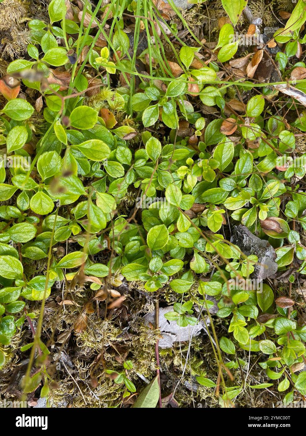 Twinflower (Linnaea borealis Stock Photo - Alamy