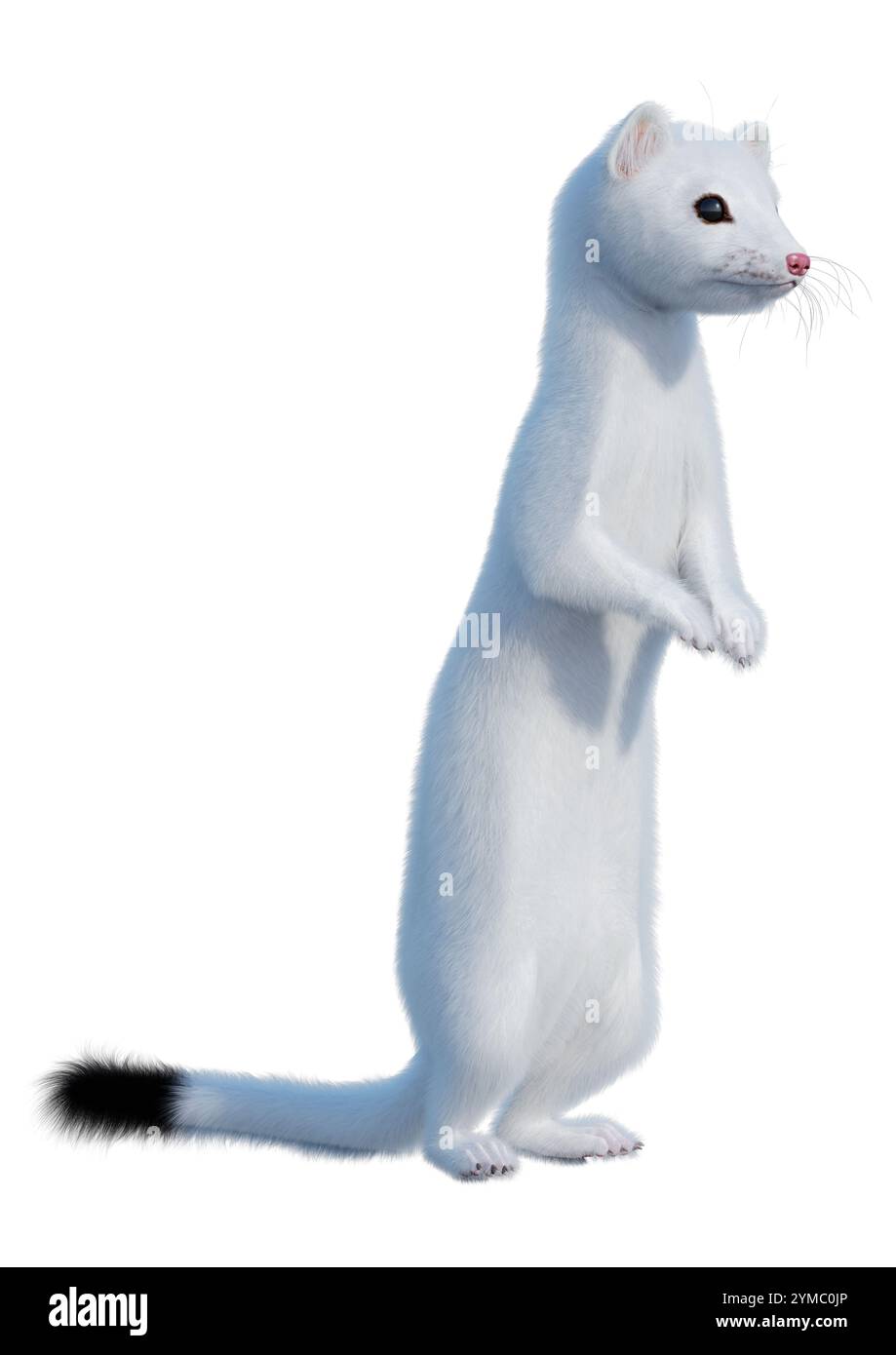 3D rendering of a white weasel isolated on white background Stock Photo ...