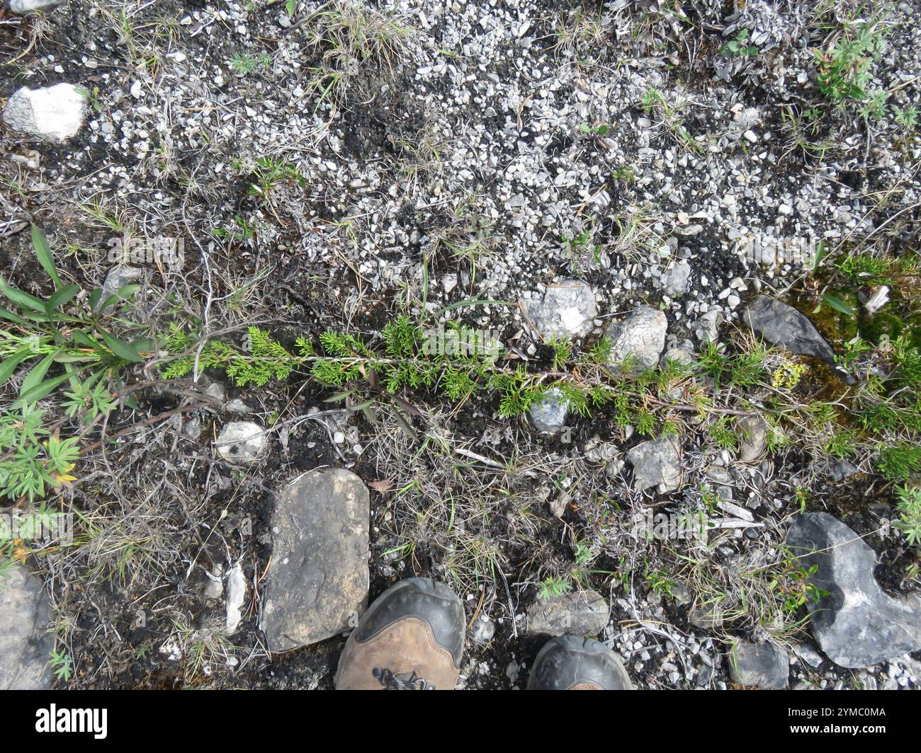 creeping juniper (Juniperus horizontalis Stock Photo - Alamy