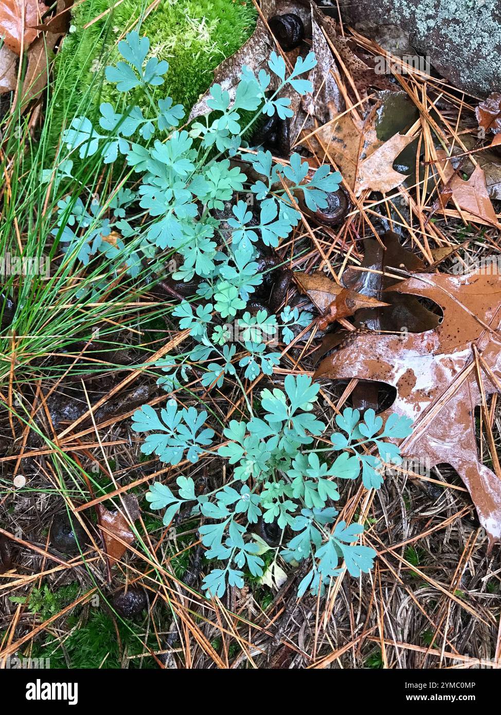 Capnoides sempervirens hi-res stock photography and images - Alamy