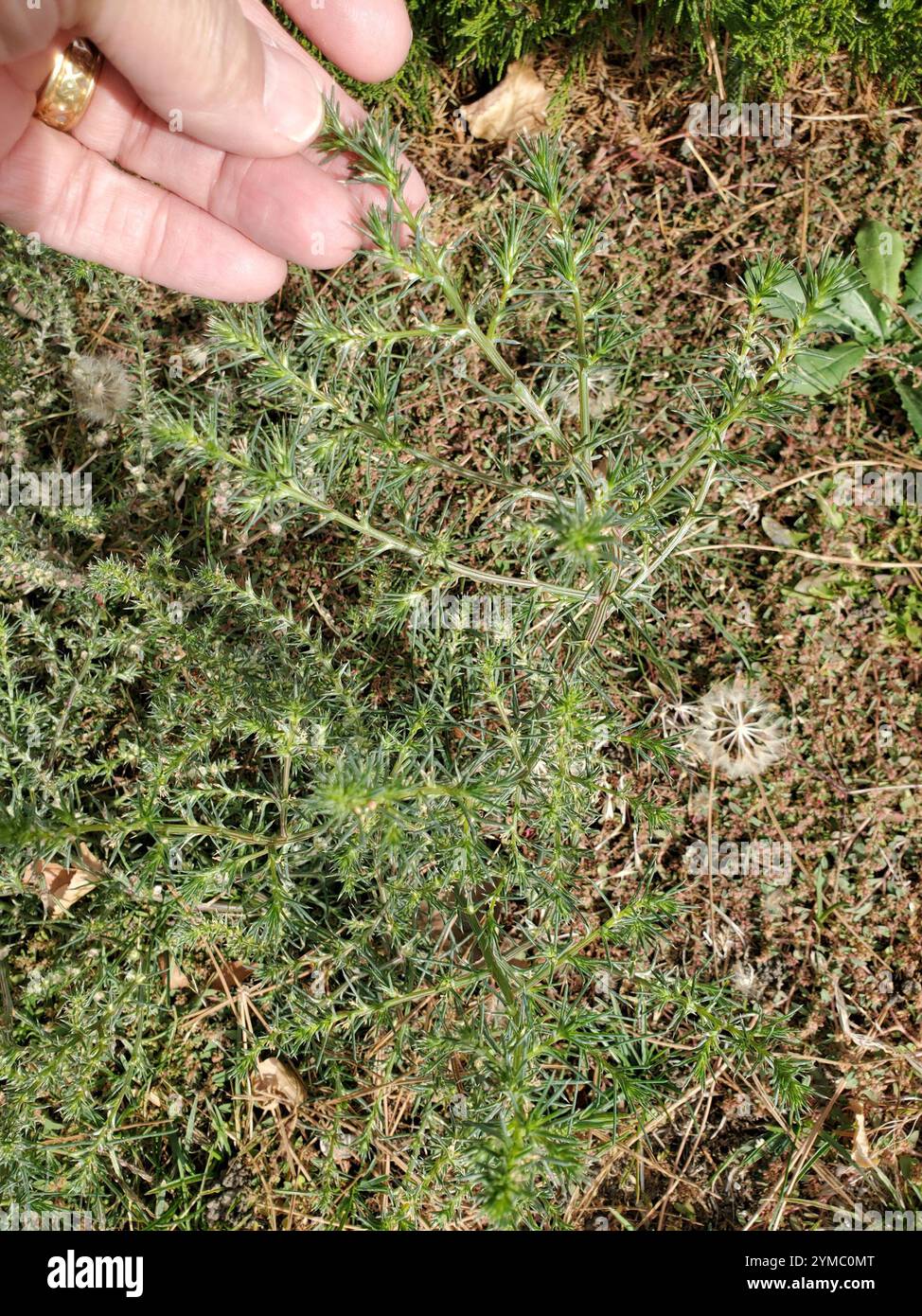 Russian Thistles (Salsola Stock Photo - Alamy