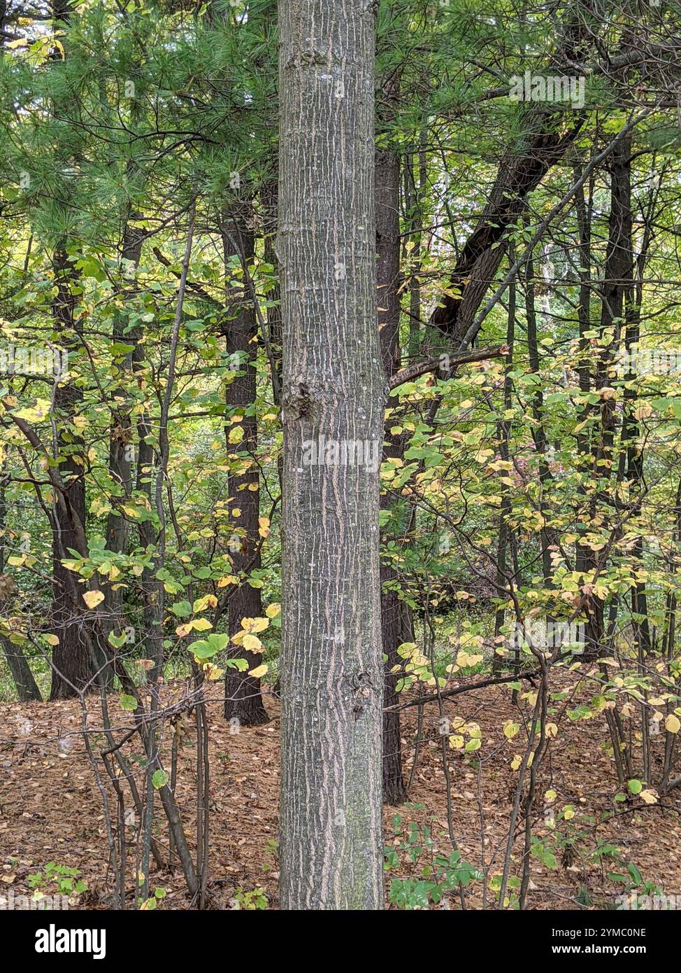 northern red oak (Quercus rubra Stock Photo - Alamy