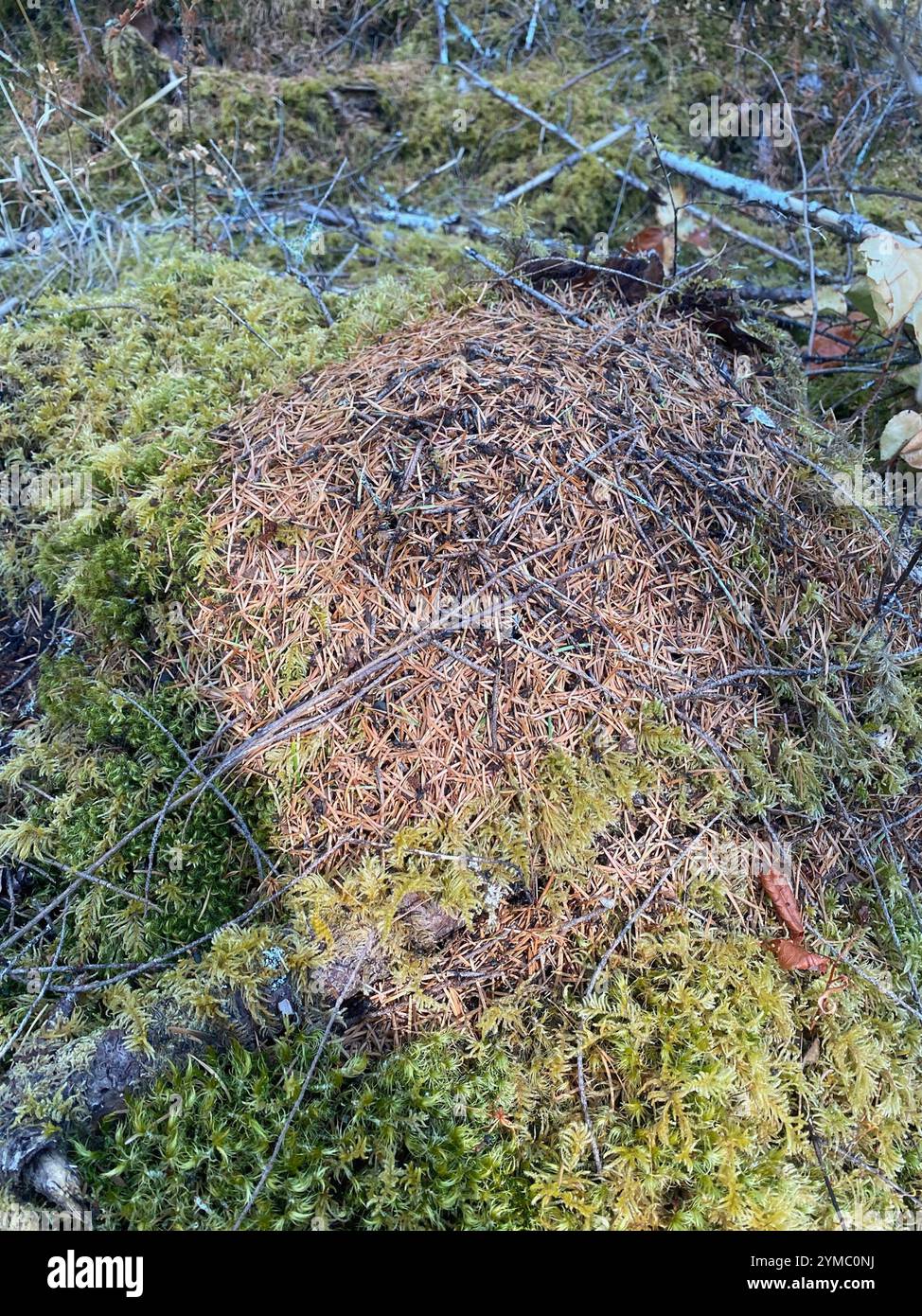 integra-group Field and Mound Ants (Formica integra Stock Photo - Alamy
