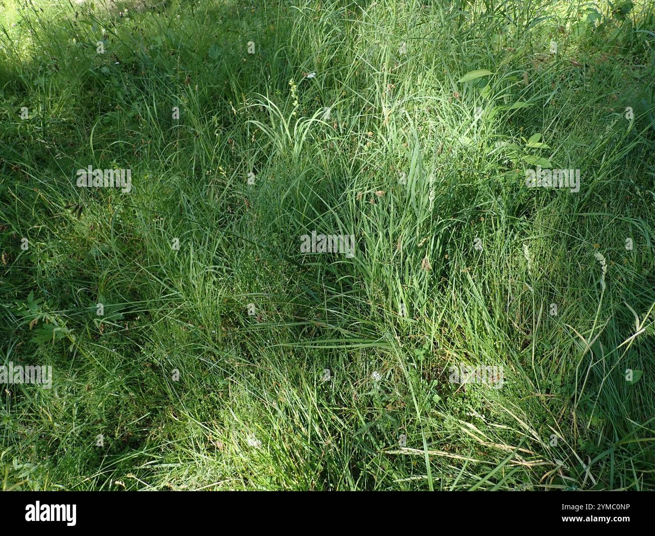 true sedges (Carex Stock Photo - Alamy