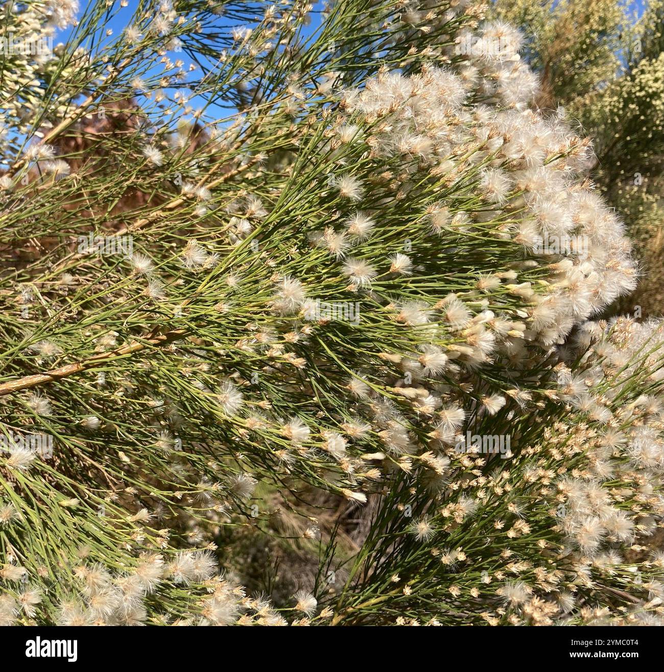 Desert Broom (Baccharis sarothroides Stock Photo - Alamy