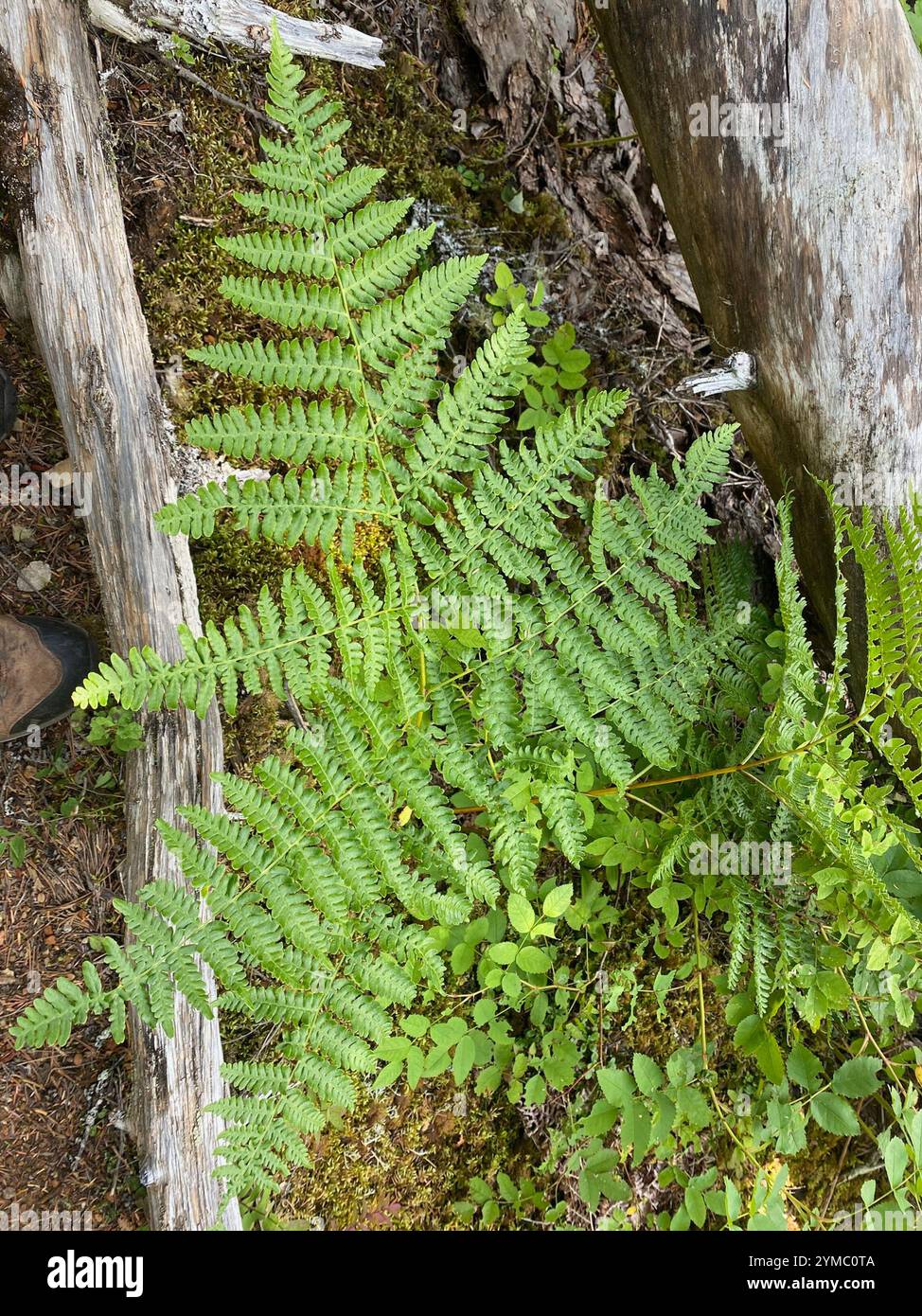 common bracken (Pteridium aquilinum Stock Photo - Alamy