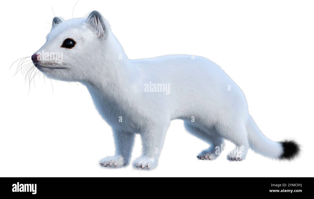 3D rendering of a white weasel isolated on white background Stock Photo - Alamy