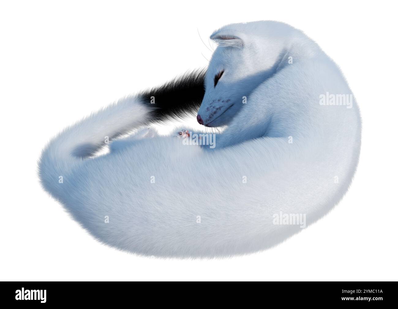 Weasel tail Cut Out Stock Images & Pictures - Alamy