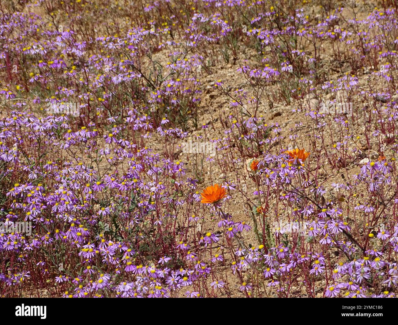 Senecio arenarius hi-res stock photography and images - Alamy