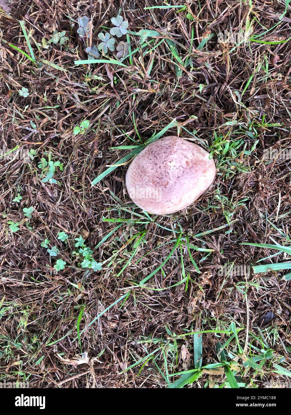 Purple-spored Puffball (Calvatia cyathiformis Stock Photo - Alamy