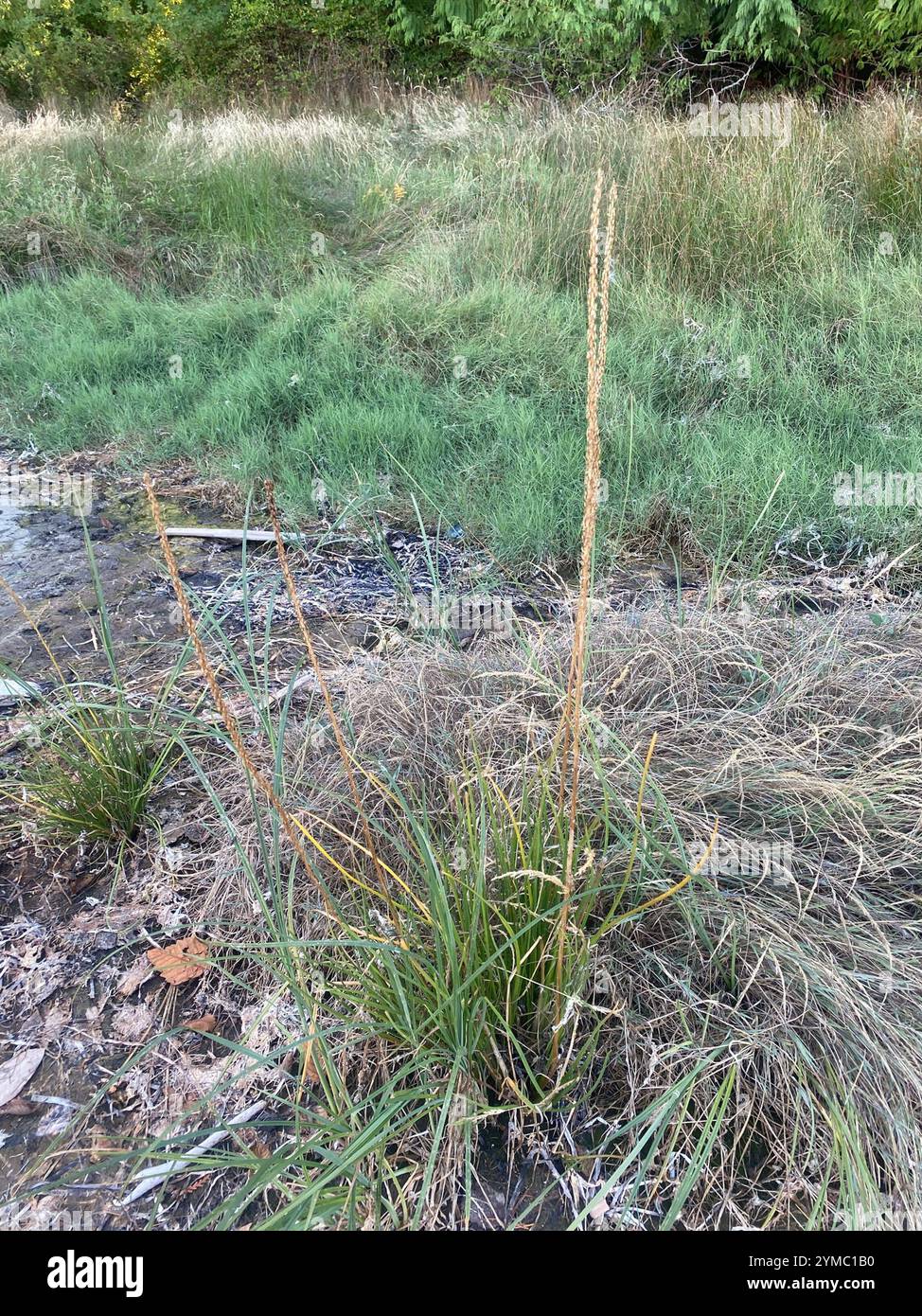 common arrowgrass (Triglochin maritima Stock Photo - Alamy