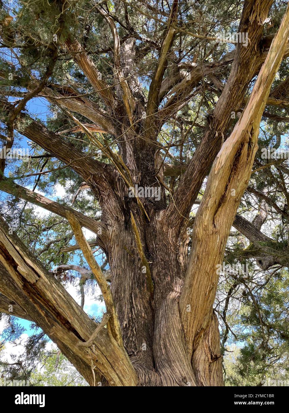 eastern redcedar (Juniperus virginiana Stock Photo - Alamy