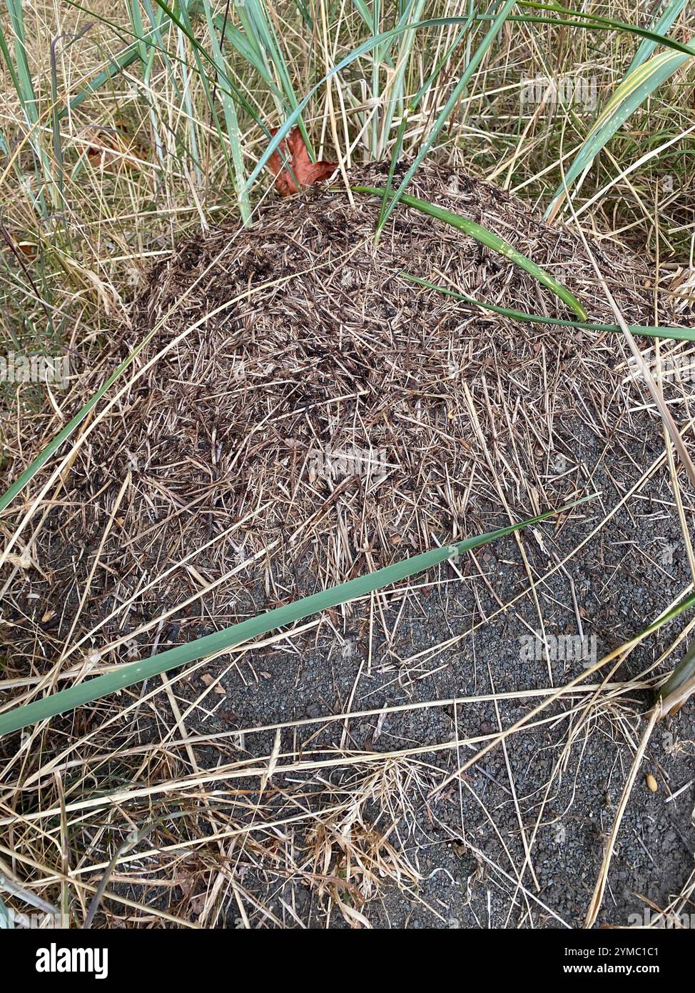 Western Thatching Ant (Formica obscuripes Stock Photo - Alamy