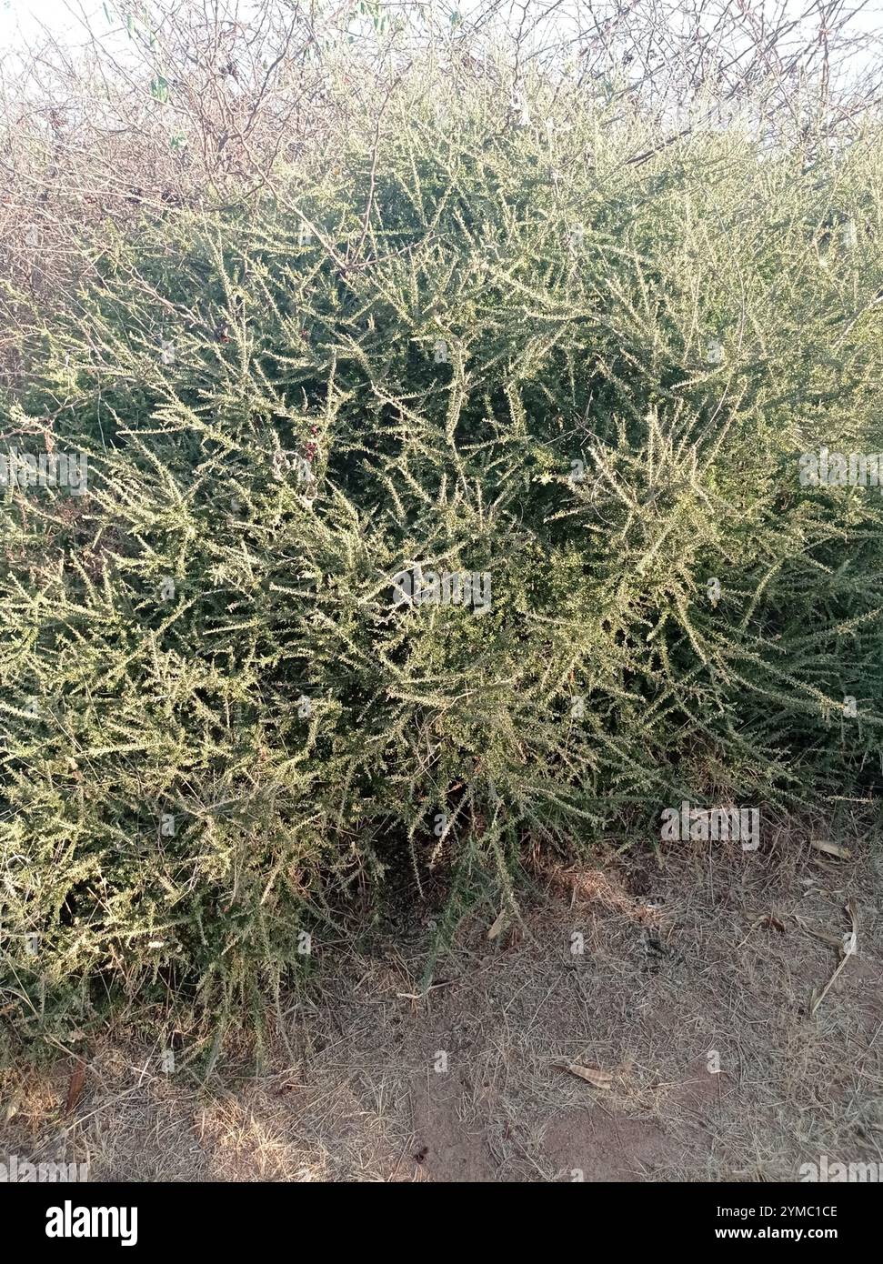 Capparaceae family hi-res stock photography and images - Alamy