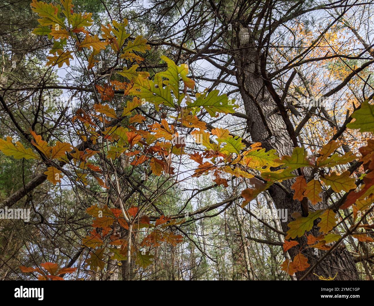 white oak (Quercus alba Stock Photo - Alamy