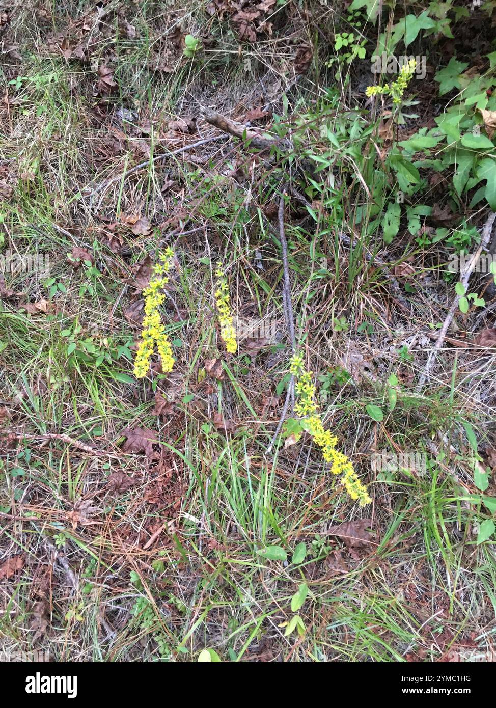 Solidago erecta hi-res stock photography and images - Alamy